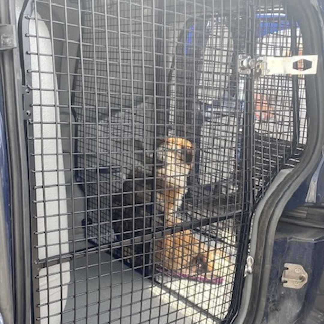 Animal Transport Conversions - Vehicle Accessories Ltd