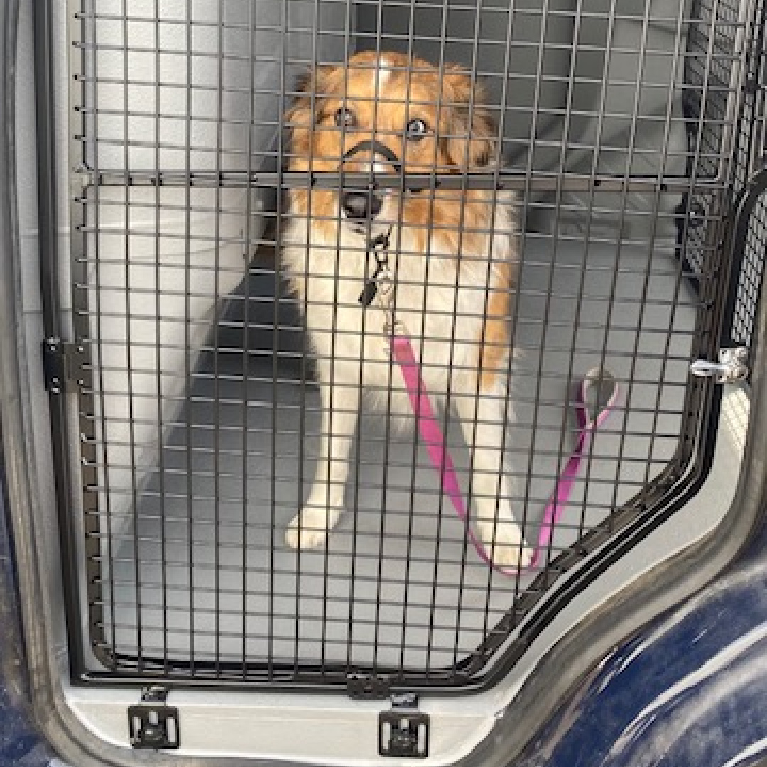 Animal Transport Conversions - Vehicle Accessories Ltd