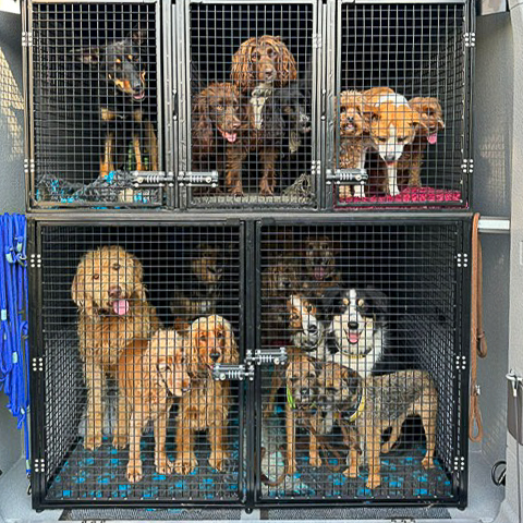 Dog Transportation Van Conversion - Vehicle Accessories Ltd